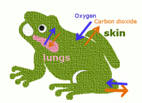 Frog: Morphology and Anatomy - Biology Class 11 - NEET PDF Download