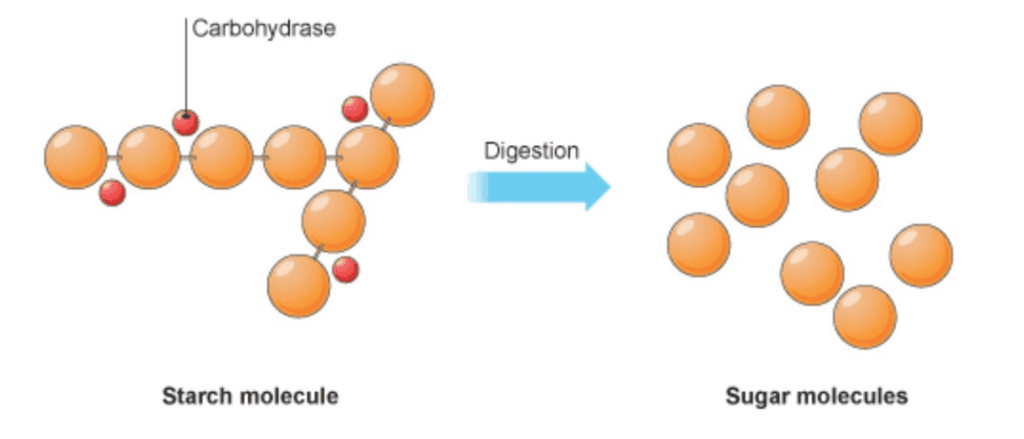 Nutrition in Animals Class 7 Notes Science Chapter 2 Free PDF