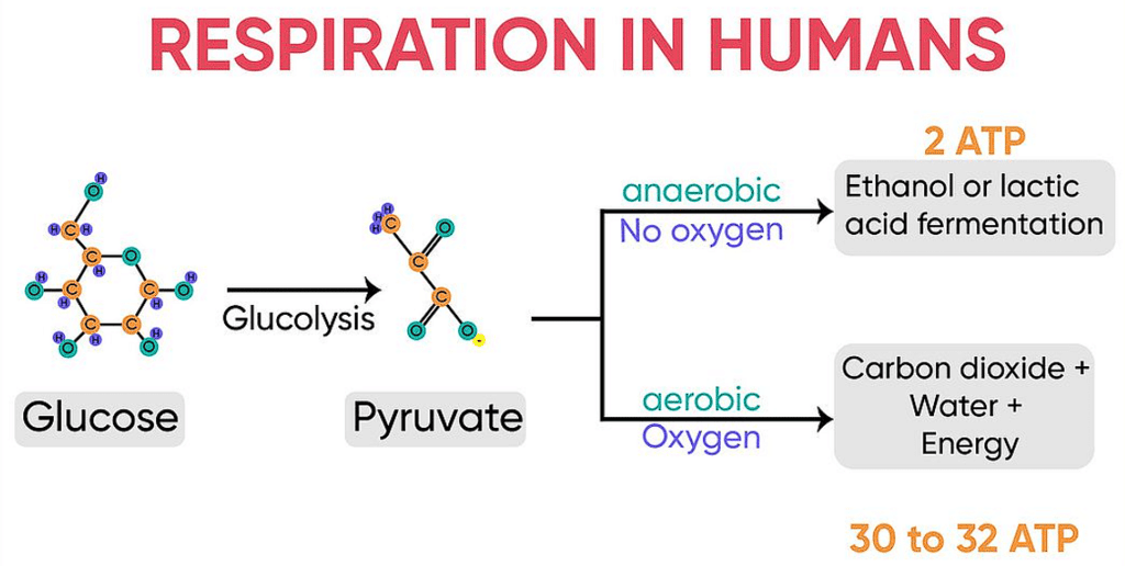 Respiration in Organisms Class 7 Notes Science Chapter 6 Free PDF