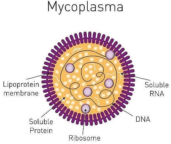 Prokaryotic Cells: Cell Envelope, Ribosomes and Inclusion Bodies ...