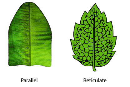 Venation and Modification of Leaves - Rough - Class 11 PDF Download