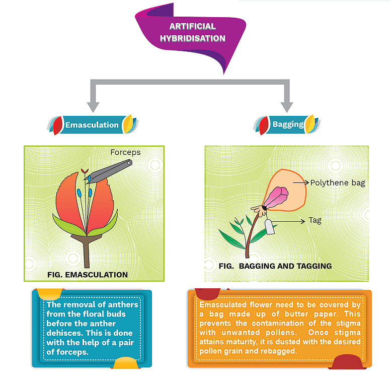 Pollination and Outbreeding Devices - Biology Class 12 - NEET PDF Download