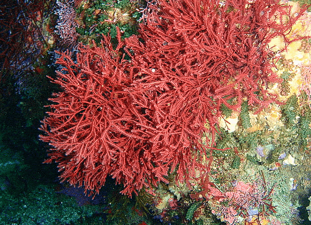 Algae and Its Classification - Biology Class 11 - NEET PDF Download