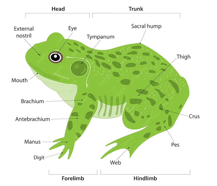 Frog: Morphology and Anatomy - Biology Class 11 - NEET PDF Download