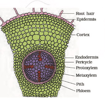 Anatomy of Monocot and Dicot Plants: Root, Stem and Leaf - Biology ...