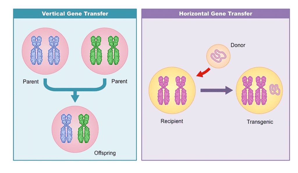 Genetic Engineering Technique: Gene Transfer - Science and Technology ...