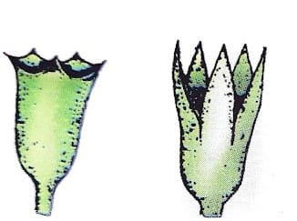 The Flower: Parts and Functions - Rough - Class 11 PDF Download