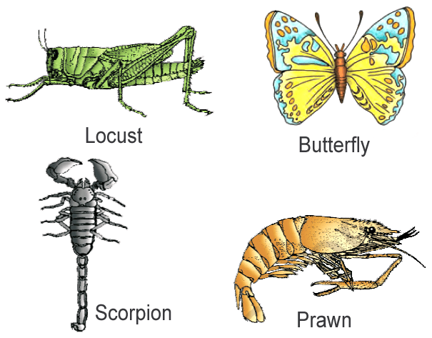 Animal Kingdom Chapter Notes - Biology Class 11 - NEET PDF Download