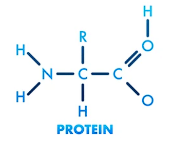 Protein and Structure of Protein - Biology Class 11 - NEET PDF Download