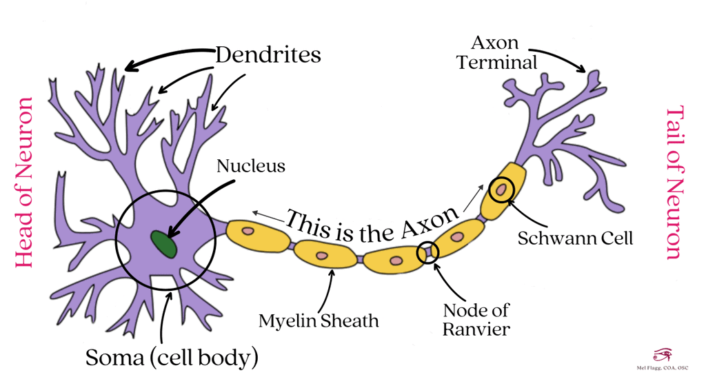 Human Neural System - Biology Class 11 - NEET PDF Download