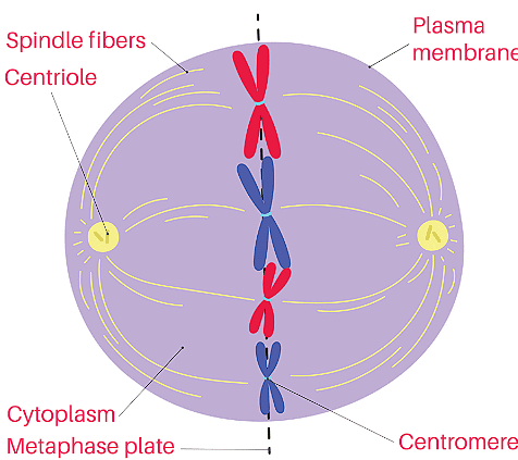 Cell Cycle and Cell Division - NEET PDF Download