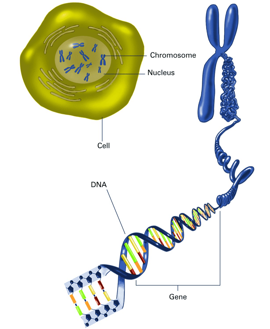 How do Organisms Reproduce Class 10 Notes Science Chapter 7 Free PDF
