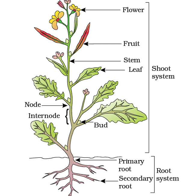 Important Diagrams: Morphology of Flowering Plants - Biology Class 11 ...