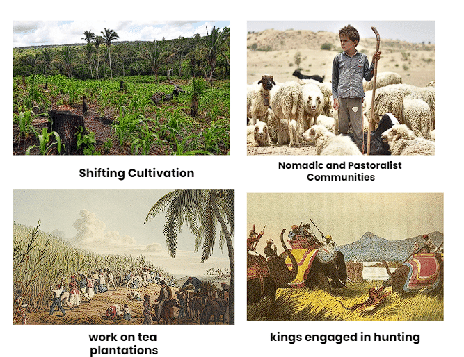 NCERT Solutions for Class 9 History Chapter 4 - Forest Society and ...