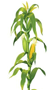 Pollination and Outbreeding Devices - Biology Class 12 - NEET PDF Download