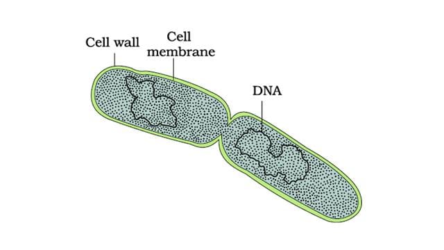 Important Diagrams NEET : Biological Classification - Biology Class 11 ...