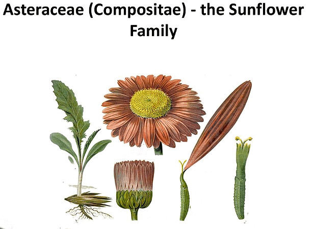 Floral Families: Compositae, Gramineae - NEET PDF Download