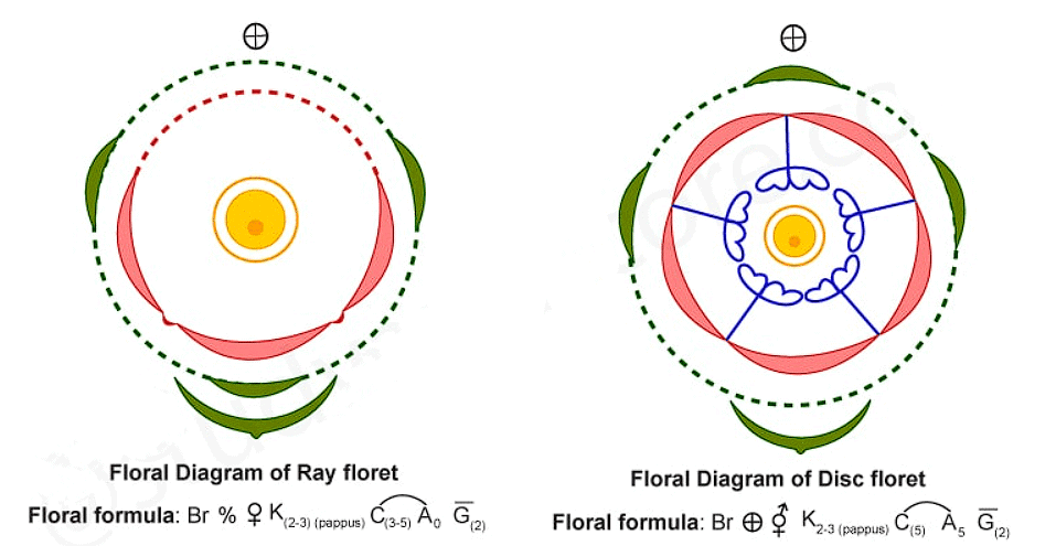 Floral Families: Compositae, Graminae - NEET PDF Download