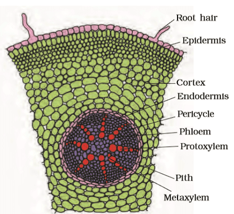 Anatomy of Monocot and Dicot Plants: Root, Stem and Leaf - Biology ...