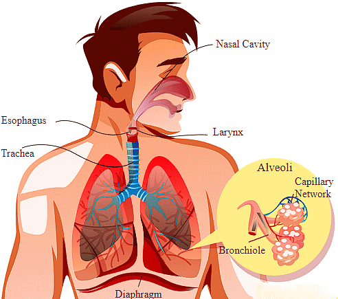 Human Respiratory System - Biology Class 11 - NEET PDF Download