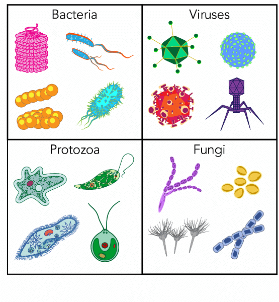 Common Diseases in Humans - 1 - Biology Class 12 - NEET PDF Download
