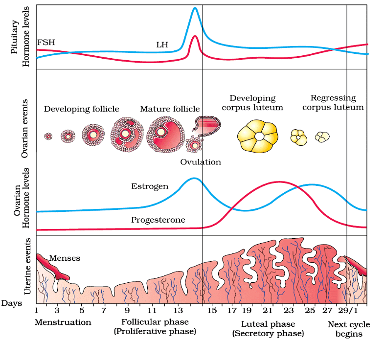 Important Diagrams: Human Reproduction - Biology Class 12 - NEET PDF ...
