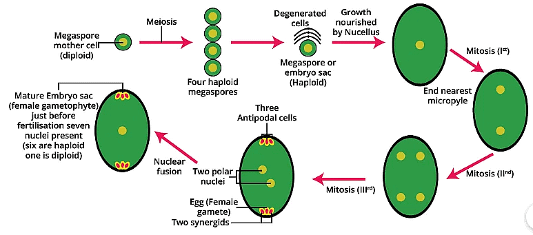 Important Diagrams: Sexual Reproduction in Flowering Plants - Biology ...