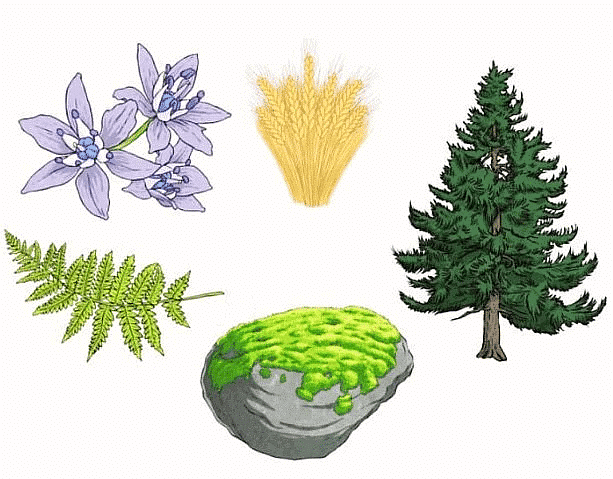 Classification Systems of Plant Kingdom - Biology for Grade 11 PDF Download