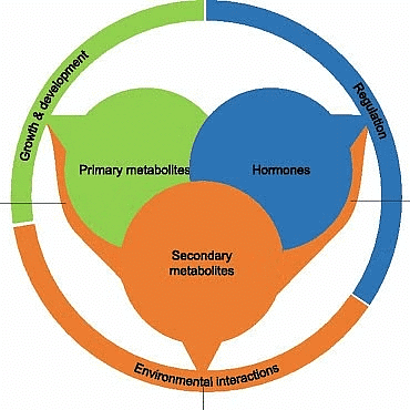 Primary, Secondary Metabolites and Biomacromolecules - Biology Class 11 ...