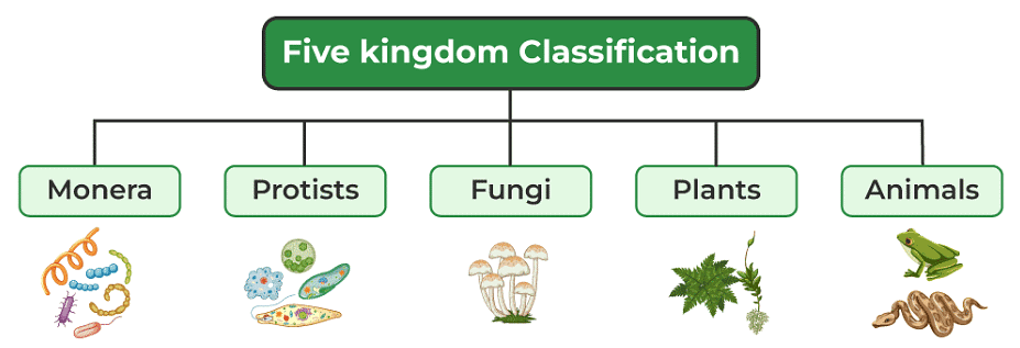 Classification Systems of Plant Kingdom - Biology for Grade 11 PDF Download
