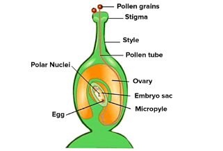 Important Diagrams: Sexual Reproduction in Flowering Plants - Biology ...