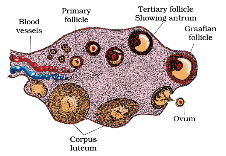 Important Diagrams: Human Reproduction - Biology Class 12 - NEET PDF ...