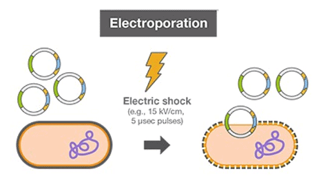 Competent Host - Biology for EmSAT Achieve PDF Download