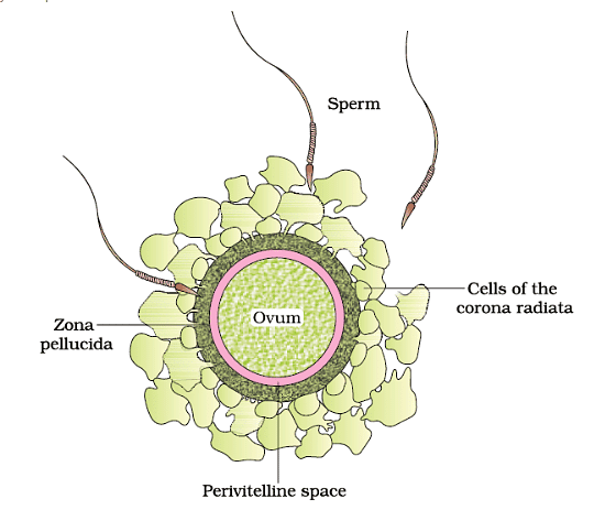 Important Diagrams: Human Reproduction - Biology Class 12 - NEET PDF ...