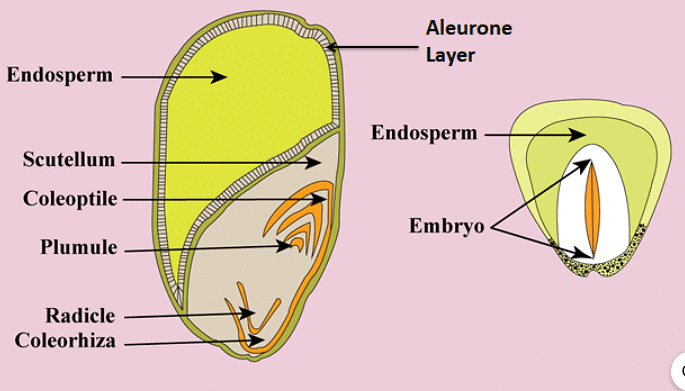 Important Diagrams: Sexual Reproduction in Flowering Plants - Biology ...