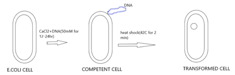 Competent Host - Biology for EmSAT Achieve PDF Download