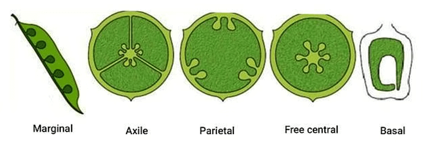 Morphology of Flowering Plants Chapter Notes - Biology Class 11 - NEET ...