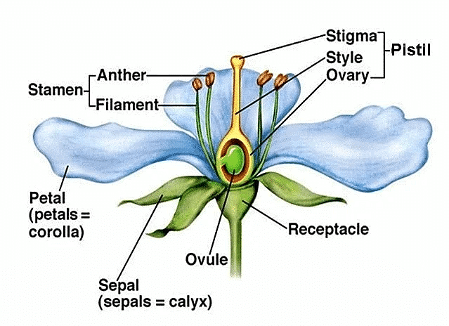 Important Diagrams: Sexual Reproduction in Flowering Plants - Biology ...