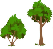 Tall and Short - Maths for UKG PDF Download