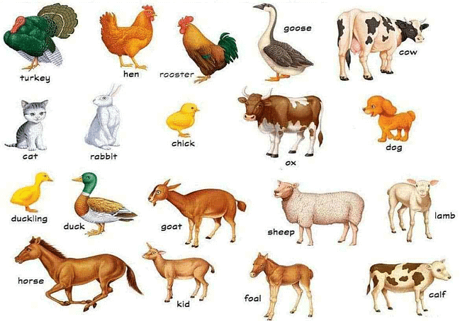 Get to Know Animals- Wild and Domestic - EVS for LKG PDF Download