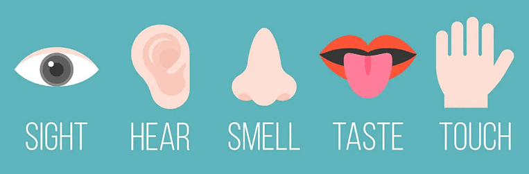 Sense Organs - 2 Class 1 Worksheet EVS