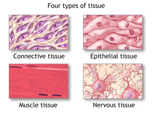 Important Point Notes: Tissues - Class 9 PDF Download