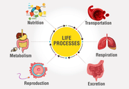 Important Definitions Life Processes Science Class 10 PDF Download Important Definitions Life Processes Science Class 10 PDF Download