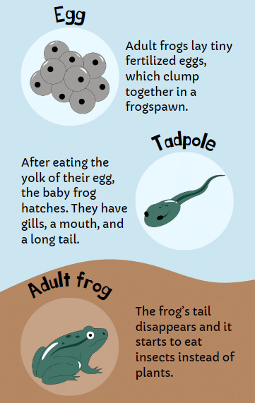 Reproduction in Animals Class 4 Notes Science Free PDF