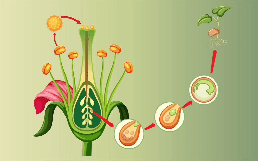 Important Definition: How do Organisms Reproduce? - Science Class 10 ...