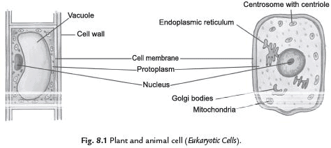 Cell: Structure and Functions Class 8 Notes Science Free PDF
