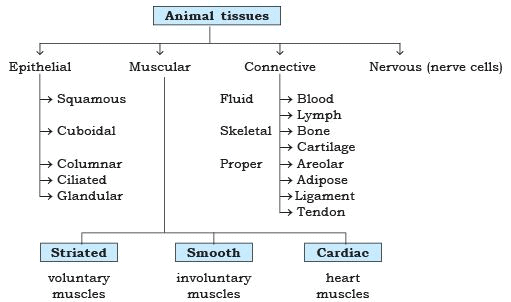 Connective Tissue Flow Chart