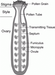 Types of Pollination and Pollen-Pistil Interaction and Outbreeding ...
