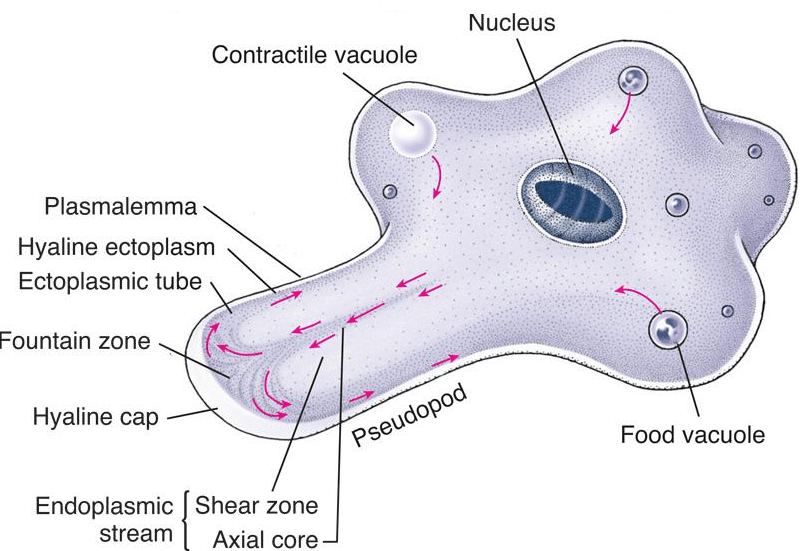 Kingdom Monera, Protista And Fungi - Class 11 PDF Download