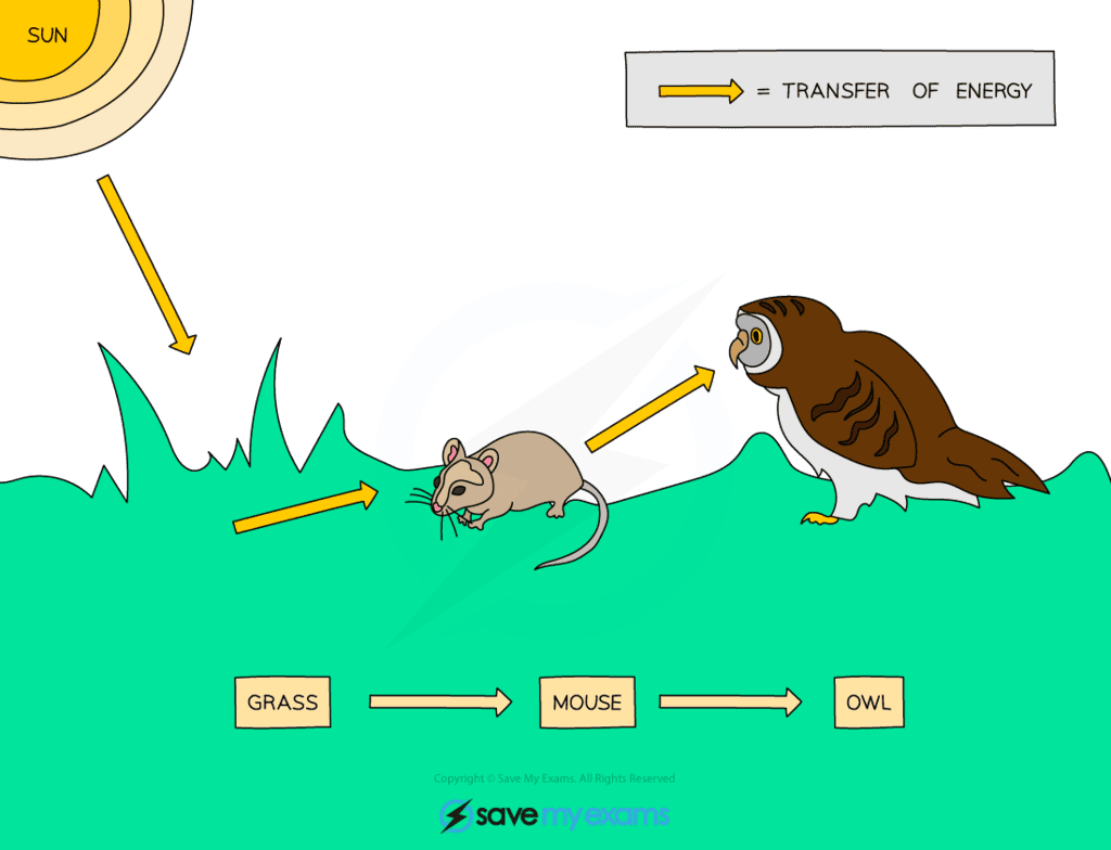Food Chains and Food Webs - Year 9 PDF Download